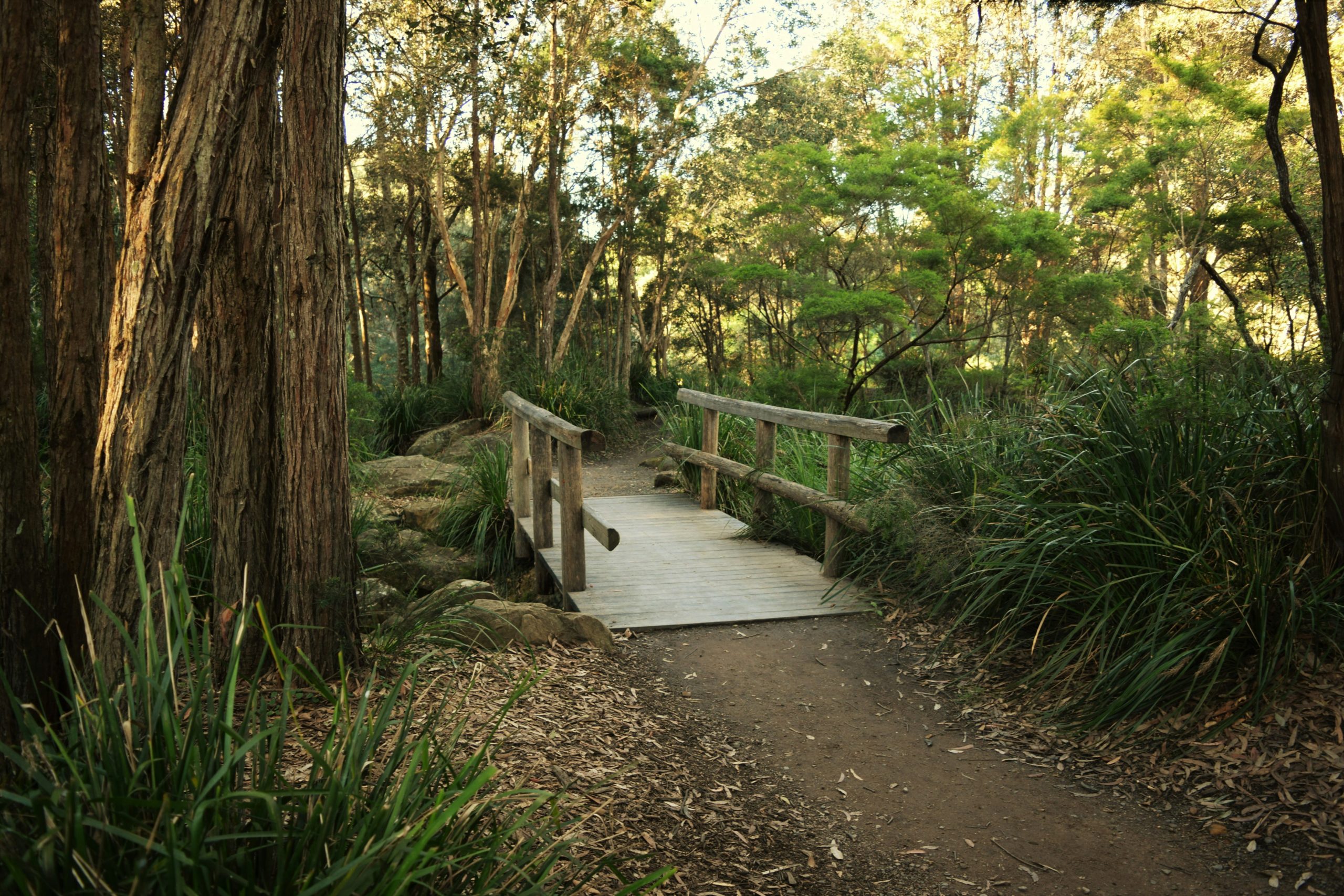 Top 5 Trails to Explore in Yanchep National Park - Jindowie